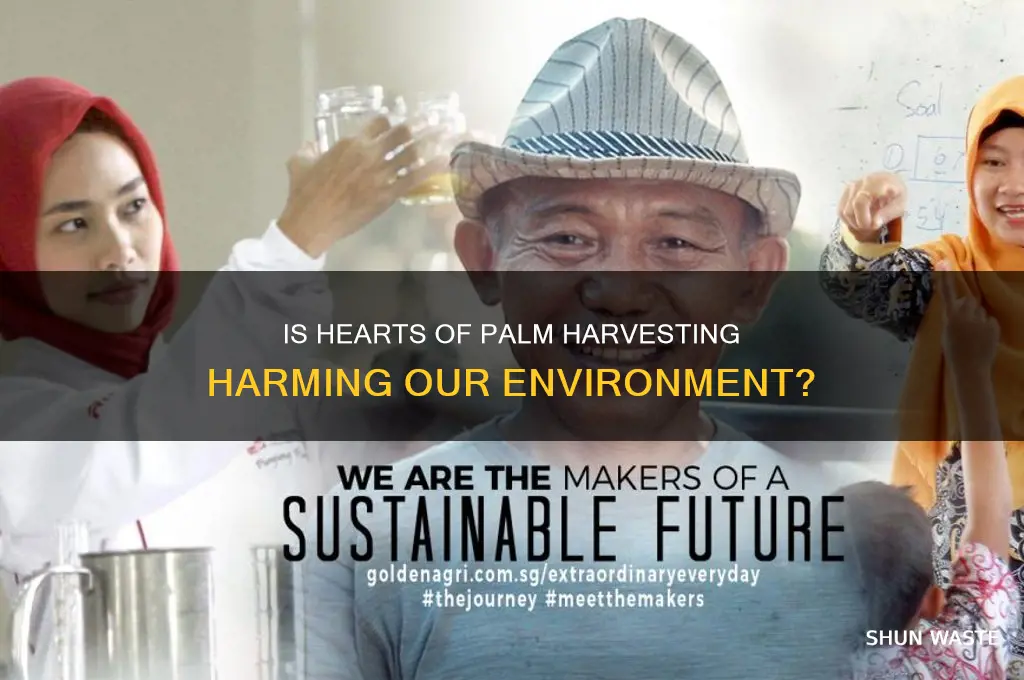 Is Hearts Of Palm Harvesting Harming Our Environment? | ShunWaste