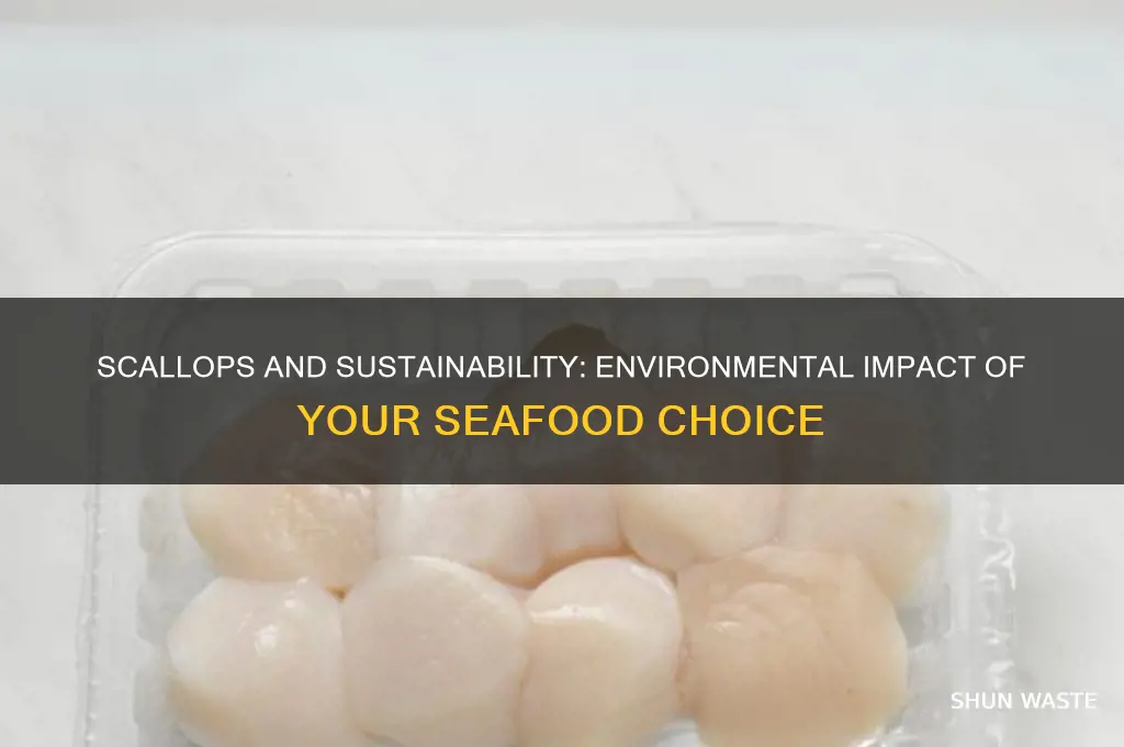 Scallops And Sustainability: Environmental Impact Of Your Seafood ...