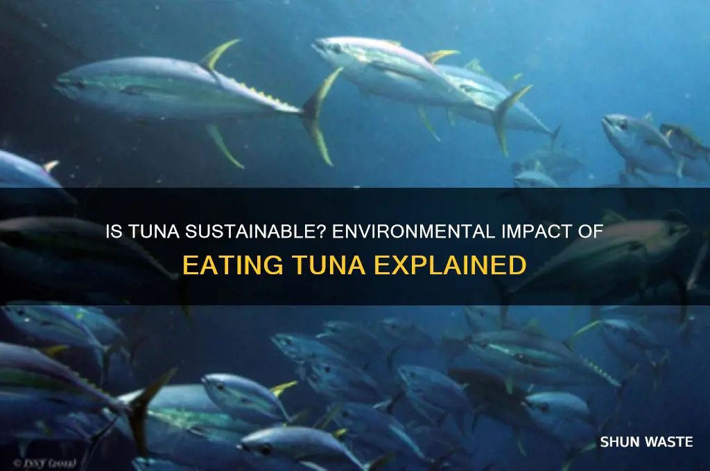 Is Tuna Sustainable? Environmental Impact Of Eating Tuna Explained ...
