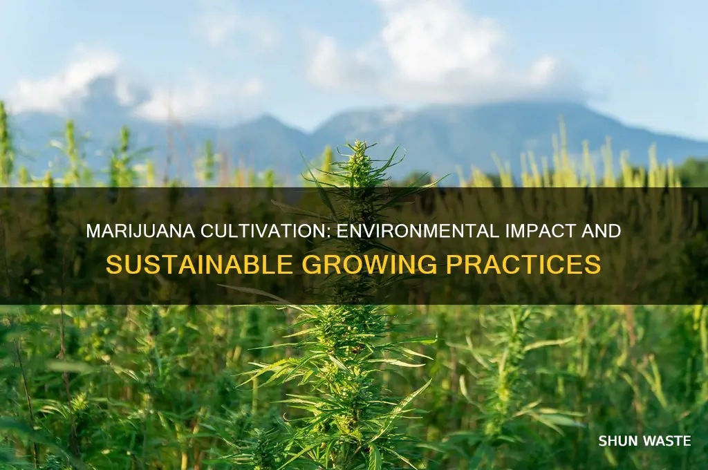 Marijuana Cultivation: Environmental Impact And Sustainable Growing ...