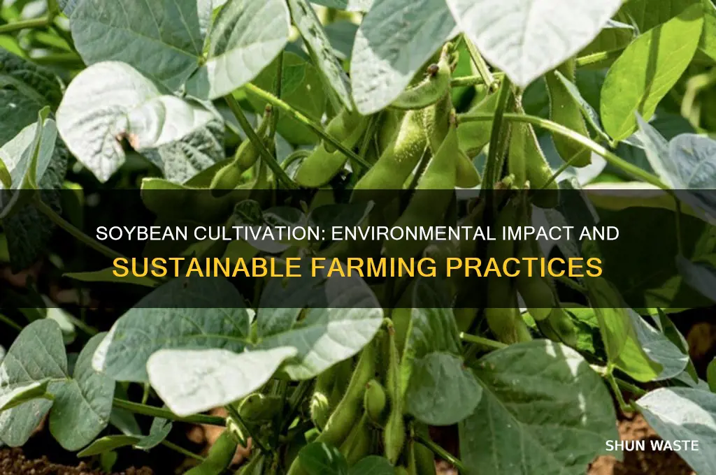 Soybean Cultivation: Environmental Impact And Sustainable Farming ...