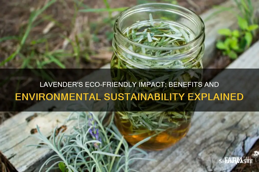 Lavender's Eco-Friendly Impact: Benefits And Environmental ...