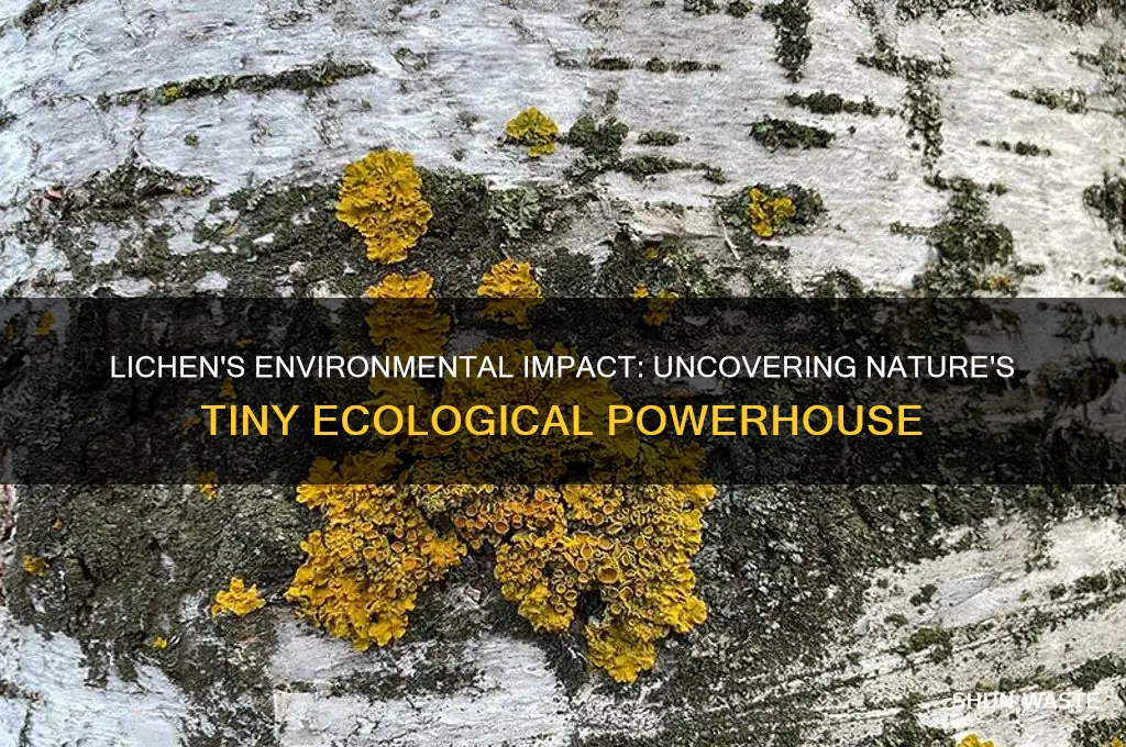 Lichen's Environmental Impact: Uncovering Nature's Tiny Ecological ...