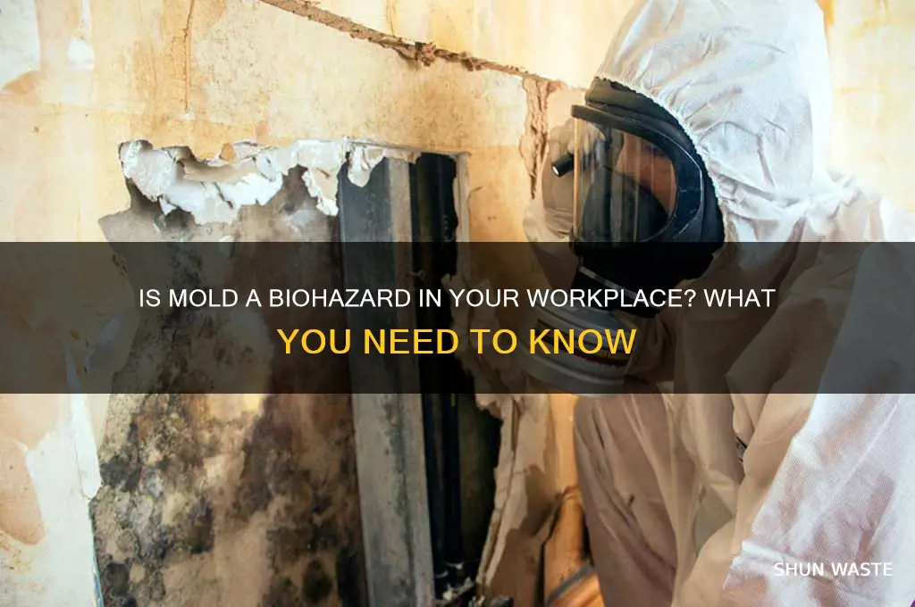 Is Mold A Biohazard In Your Workplace? What You Need To Know | ShunWaste