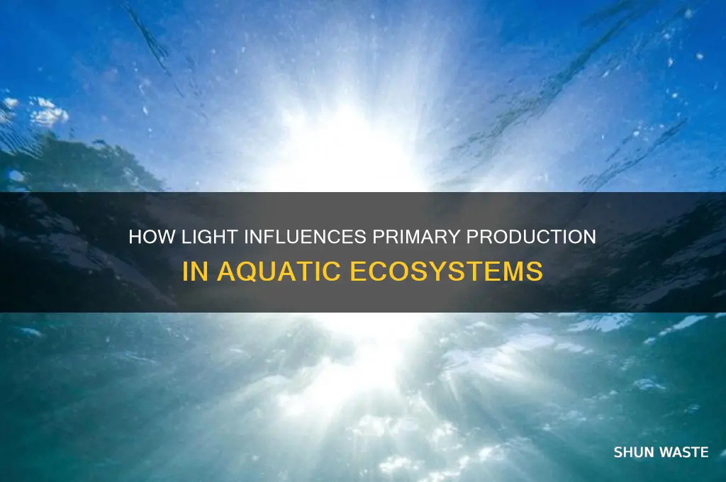 How Light Influences Primary Production In Aquatic Ecosystems | ShunWaste