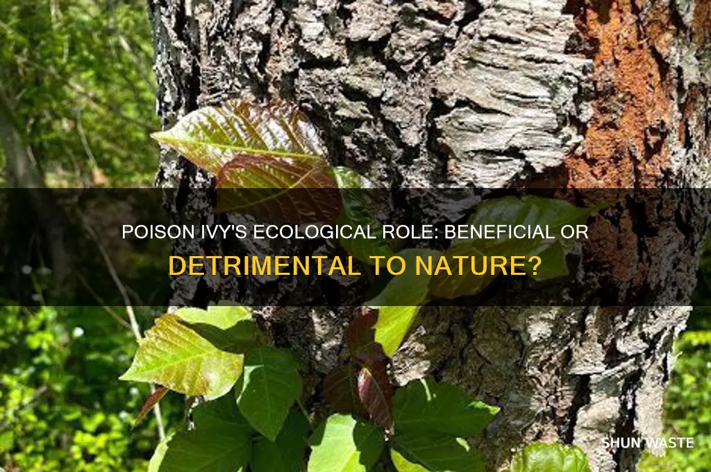 Poison Ivy's Ecological Role: Beneficial Or Detrimental To Nature ...