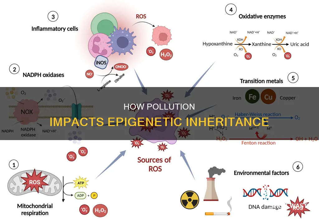 How Pollution Impacts Epigenetic Inheritance | ShunWaste