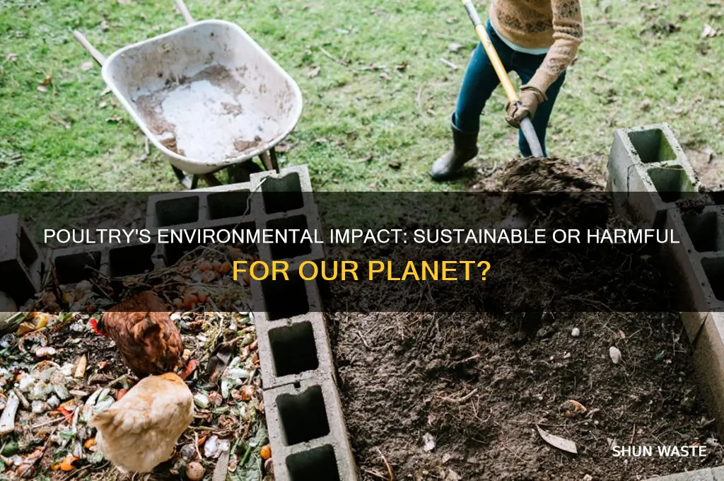 Poultry's Environmental Impact: Sustainable Or Harmful For Our Planet ...