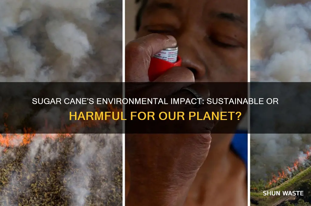 Sugar Cane's Environmental Impact: Sustainable Or Harmful For Our ...