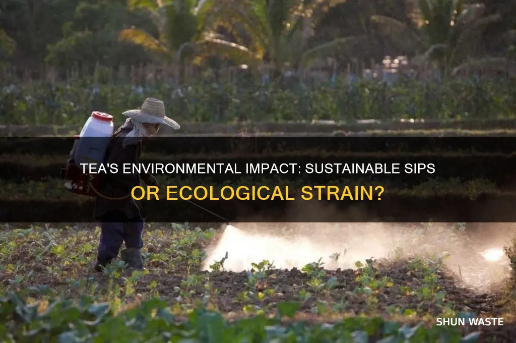 Tea's Environmental Impact: Sustainable Sips Or Ecological Strain ...