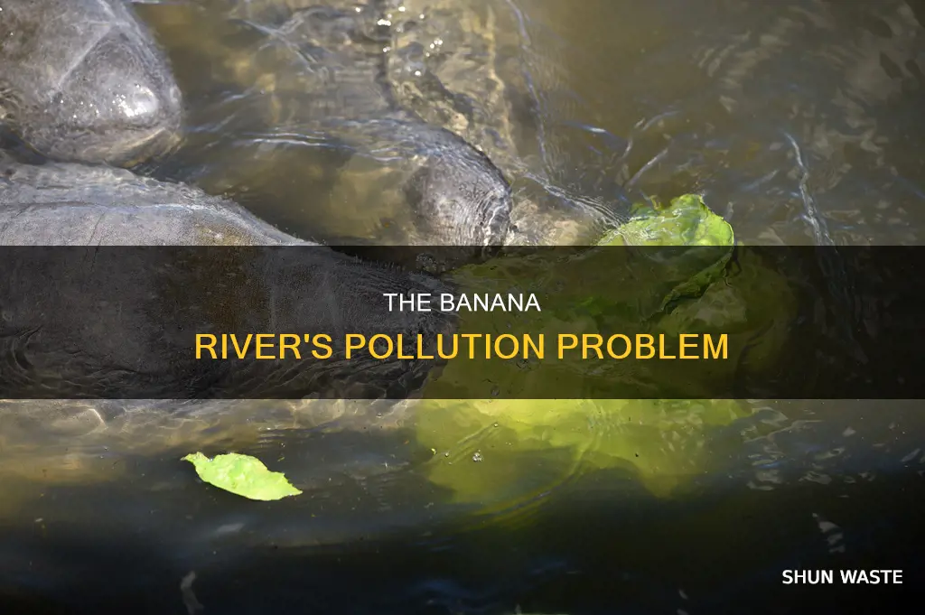 The Banana River's Pollution Problem | ShunWaste