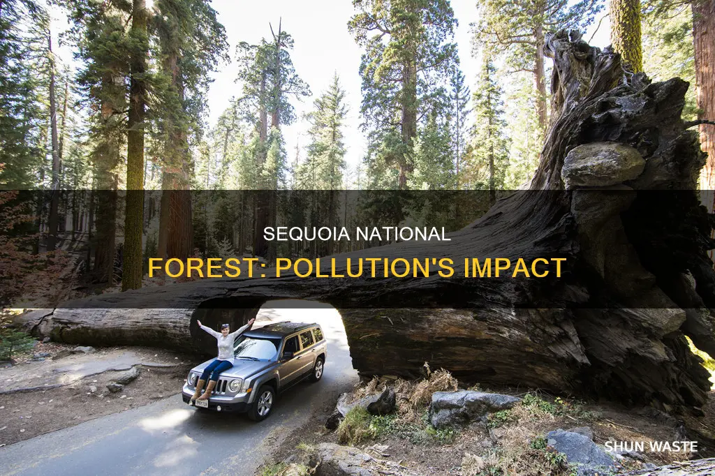 Sequoia National Forest: Pollution's Impact | ShunWaste