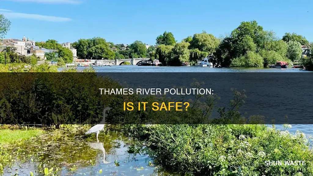 Thames River Pollution: Is It Safe? | ShunWaste