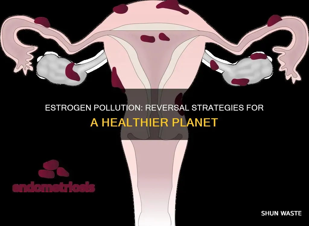 Estrogen Pollution: Reversal Strategies For A Healthier Planet | ShunWaste