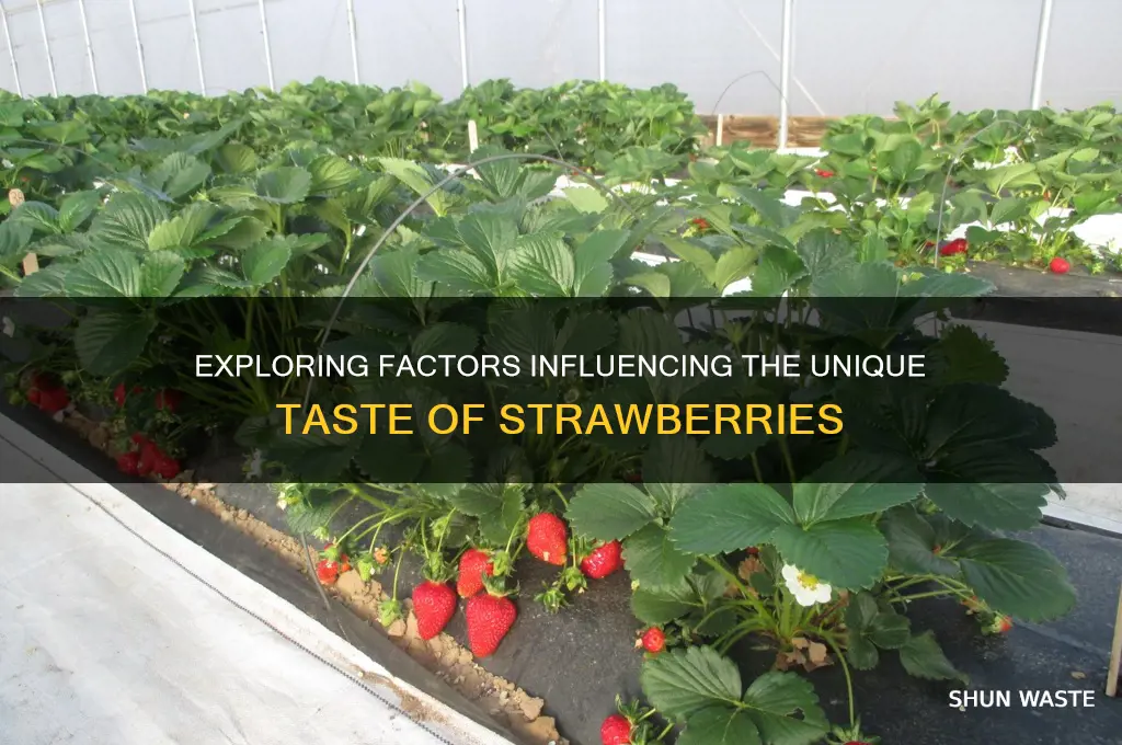 Exploring Factors Influencing The Unique Taste Of Strawberries | ShunWaste