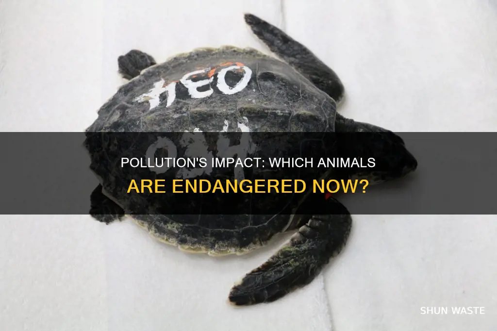 Pollution's Impact: Which Animals Are Endangered Now? | ShunWaste