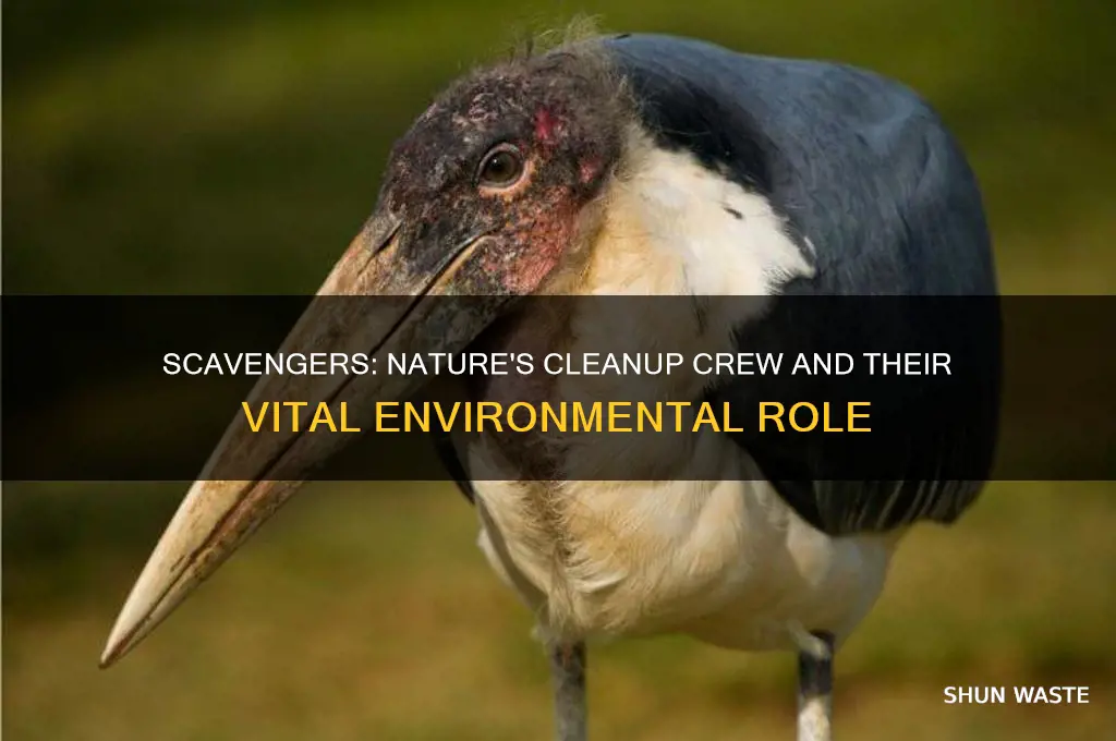 Scavengers: Nature's Cleanup Crew And Their Vital Environmental Role ...