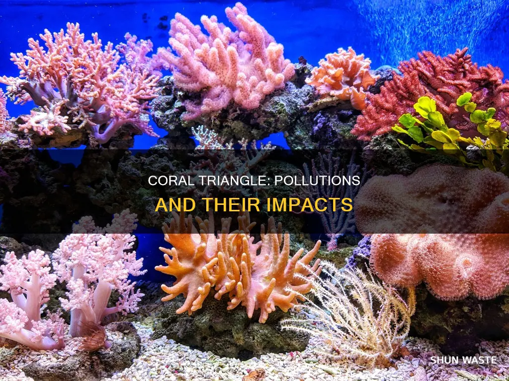 Coral Triangle: Pollutions And Their Impacts | ShunWaste