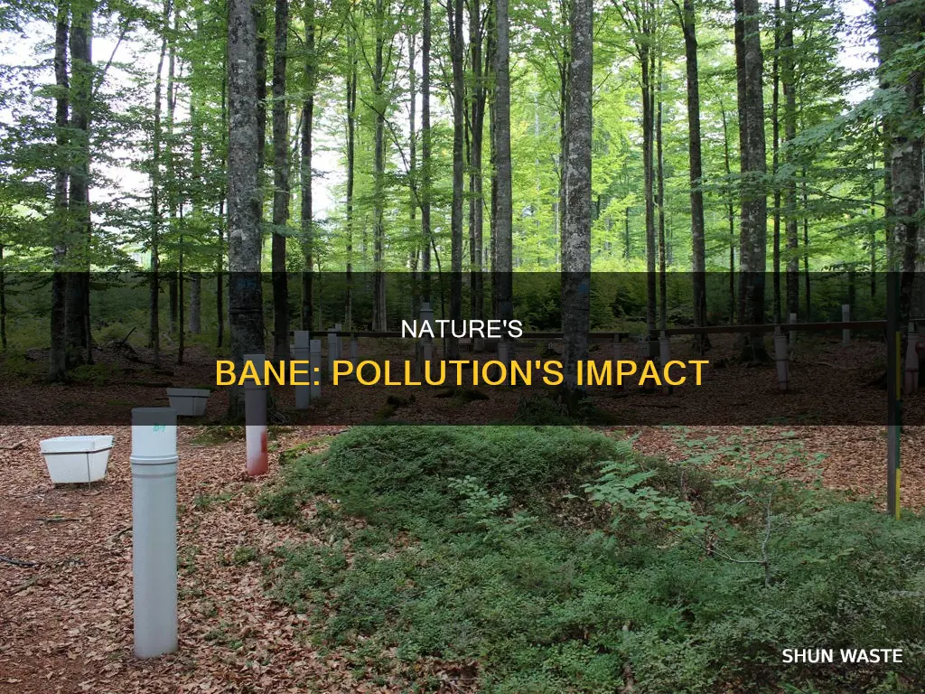 Nature's Bane: Pollution's Impact | ShunWaste