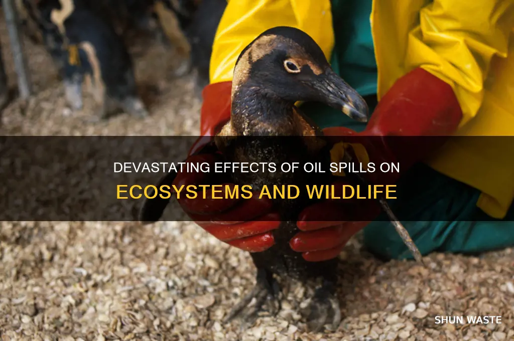 Devastating Effects Of Oil Spills On Ecosystems And Wildlife | ShunWaste