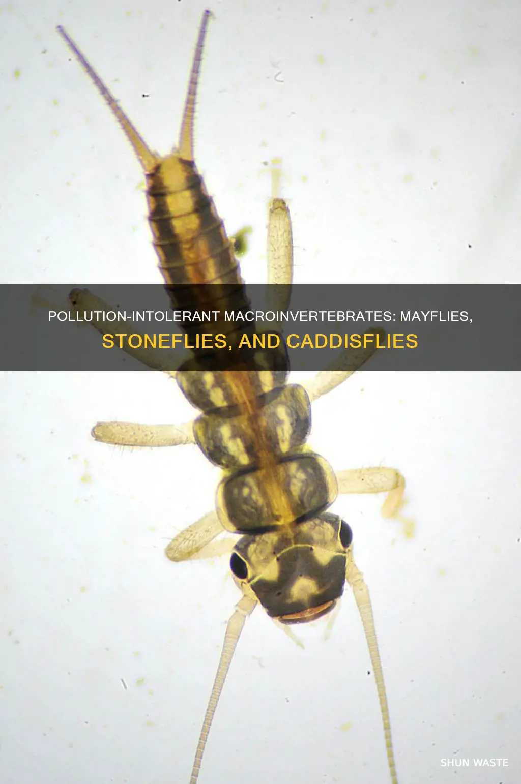 Pollution-Intolerant Macroinvertebrates: Mayflies, Stoneflies, And ...