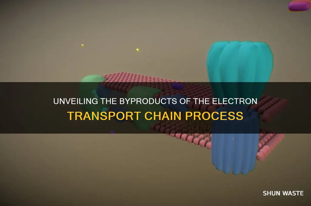 Unveiling The Byproducts Of The Electron Transport Chain Process ...