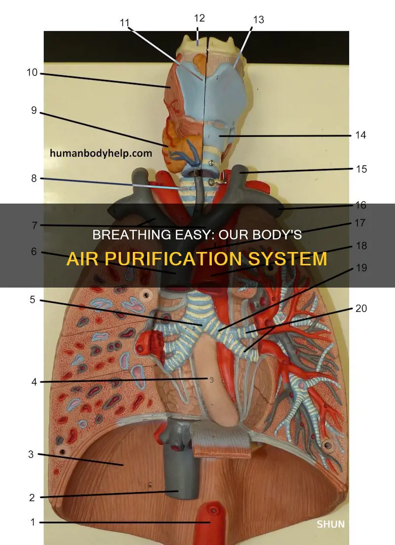 Breathing Easy: Our Body's Air Purification System | ShunWaste