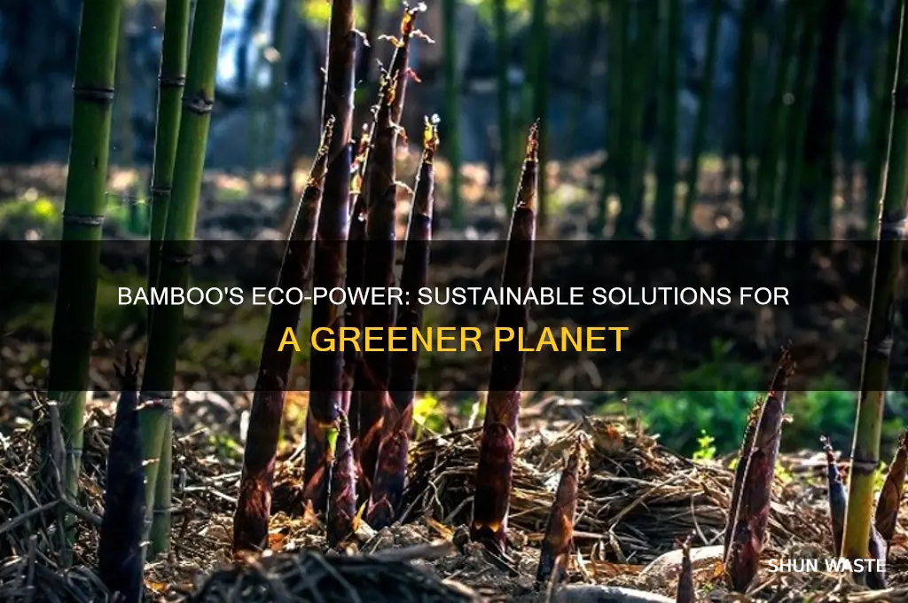 Bamboo's Eco-Power: Sustainable Solutions For A Greener Planet | ShunWaste