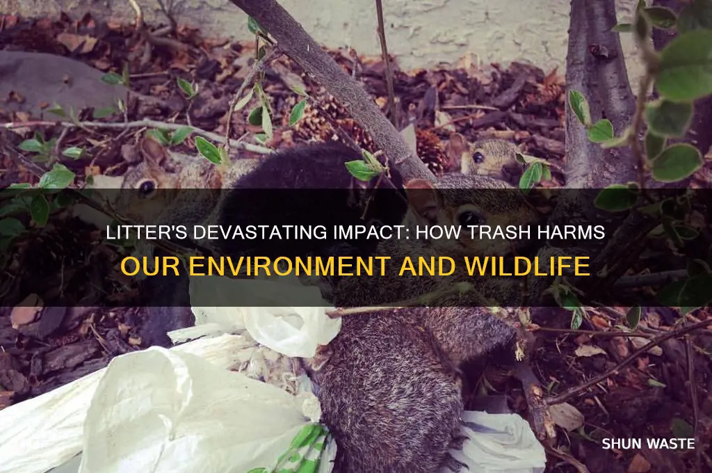 Litter's Devastating Impact: How Trash Harms Our Environment And ...