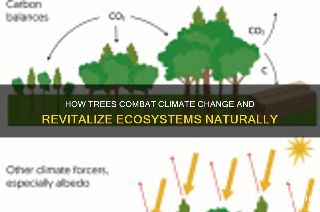 How Trees Combat Climate Change And Revitalize Ecosystems Naturally ...