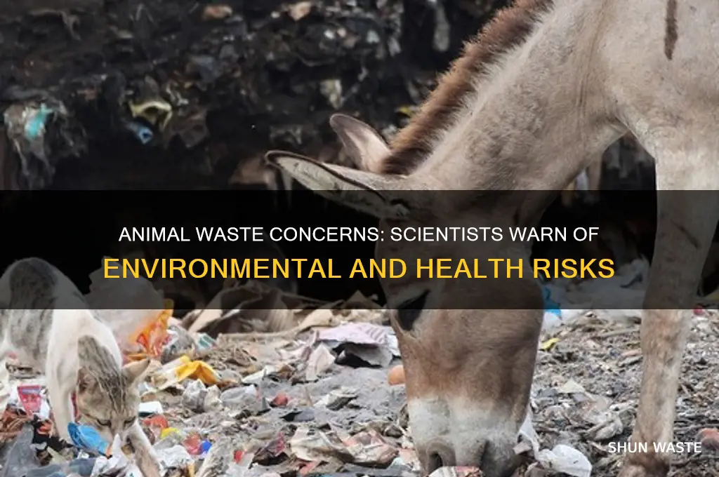 Animal Waste Concerns: Scientists Warn Of Environmental And Health ...