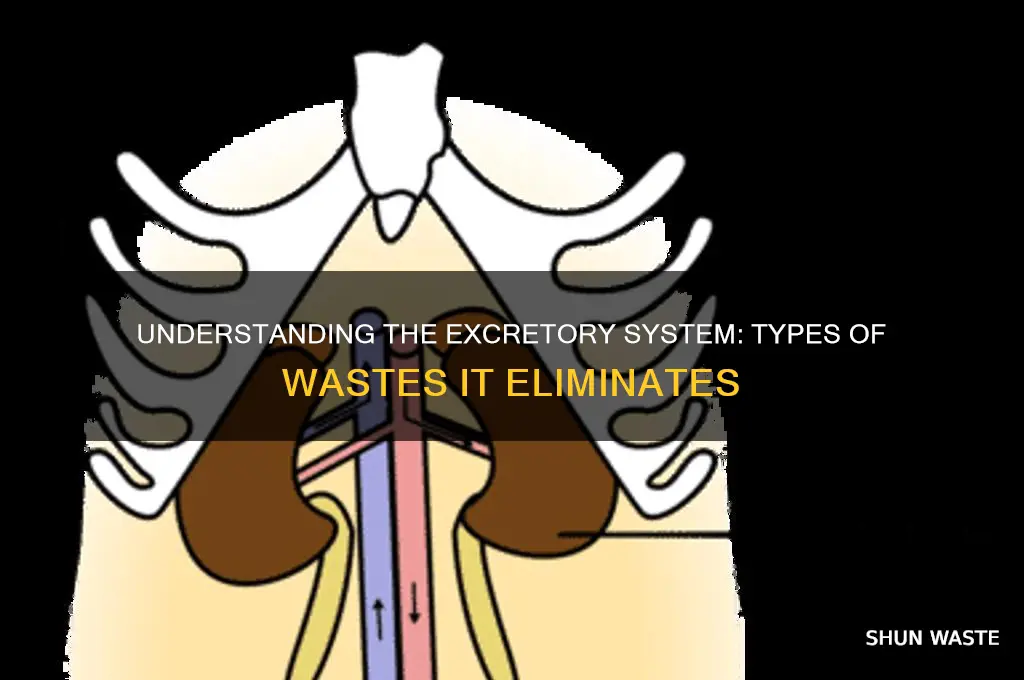 Understanding The Excretory System: Types Of Wastes It Eliminates ...