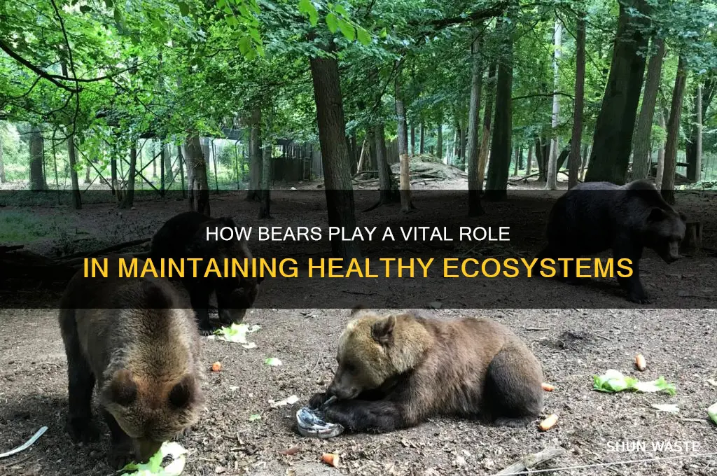 How Bears Play A Vital Role In Maintaining Healthy Ecosystems | ShunWaste