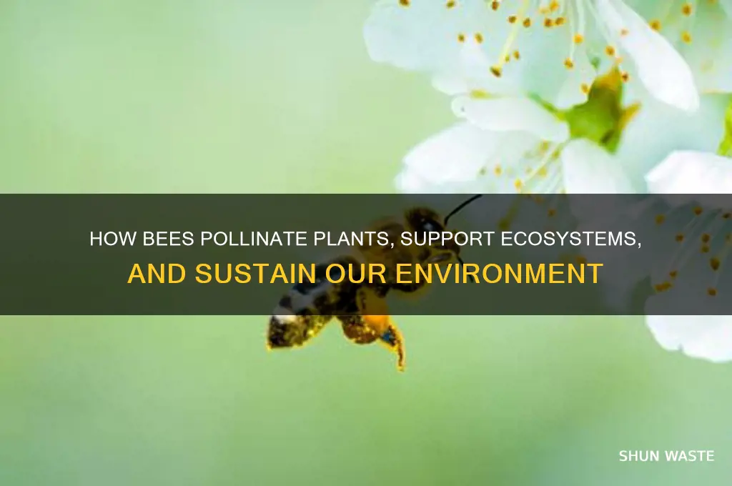 How Bees Pollinate Plants, Support Ecosystems, And Sustain Our ...