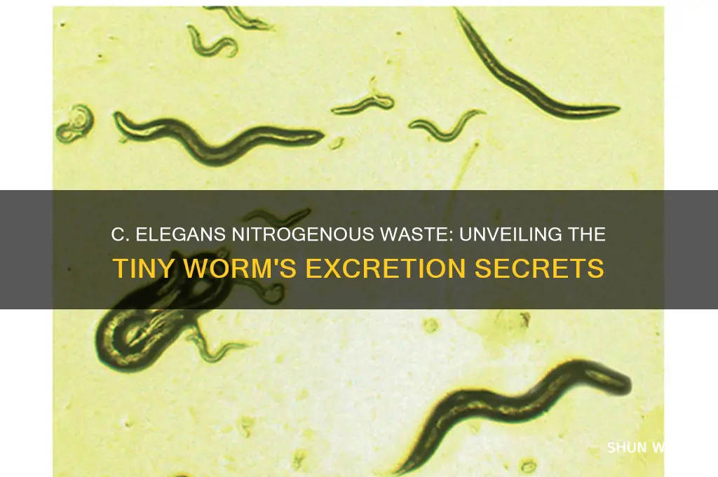 C. Elegans Nitrogenous Waste: Unveiling The Tiny Worm's Excretion ...