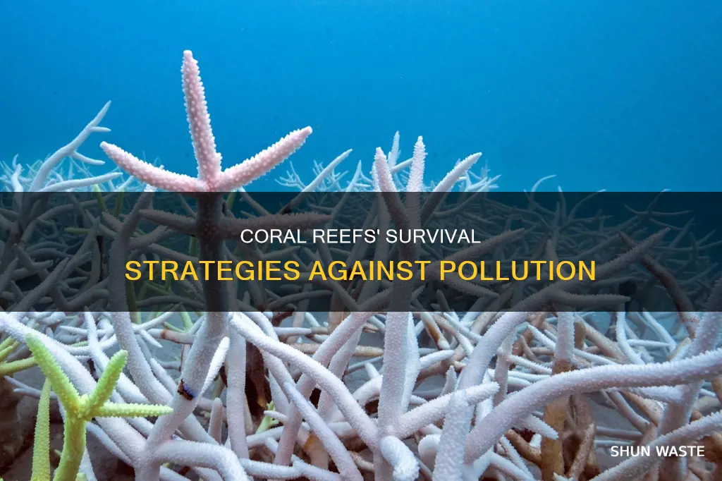 Coral Reefs' Survival Strategies Against Pollution | ShunWaste