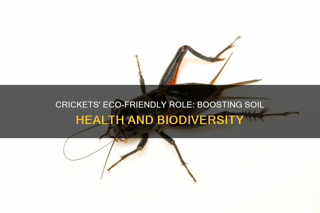 Crickets' Eco-Friendly Role: Boosting Soil Health And Biodiversity ...
