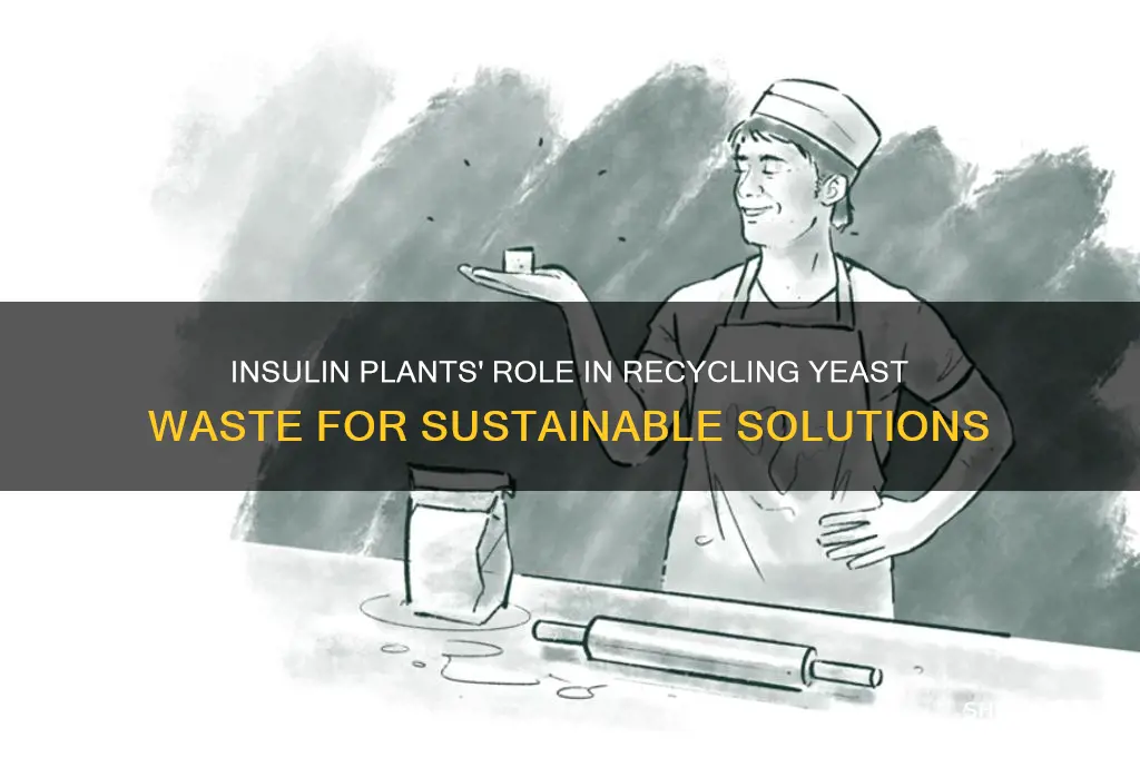 Insulin Plants' Role In Recycling Yeast Waste For Sustainable Solutions ...