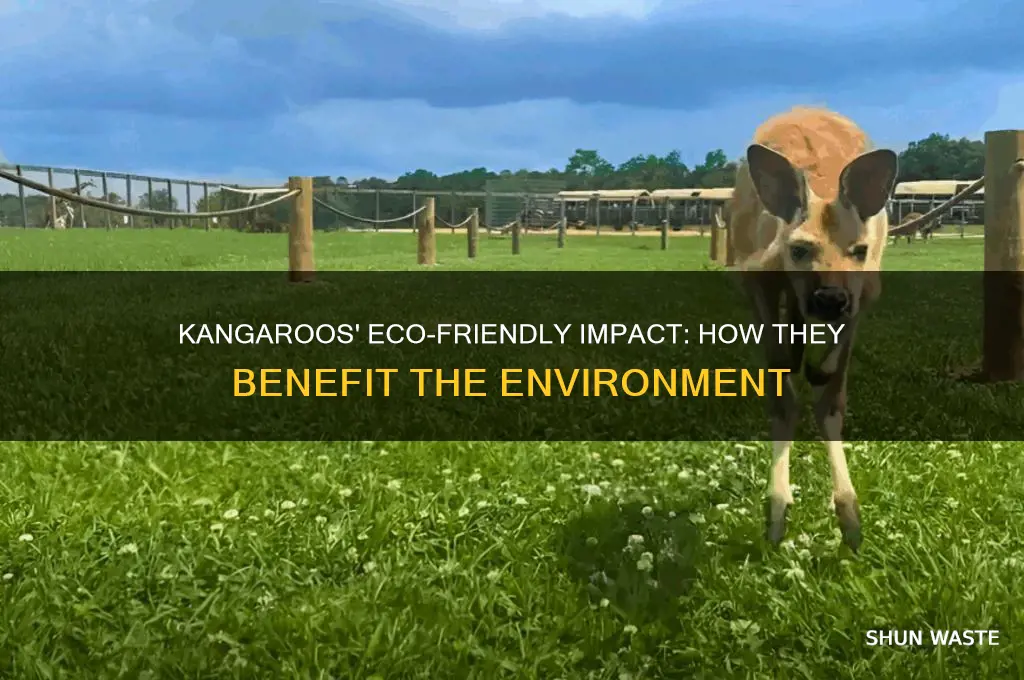 Kangaroos' Eco-Friendly Impact: How They Benefit The Environment ...
