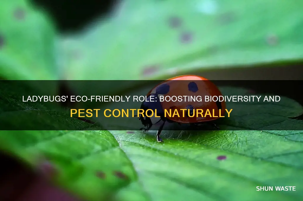 Ladybugs' Eco-Friendly Role: Boosting Biodiversity And Pest Control ...