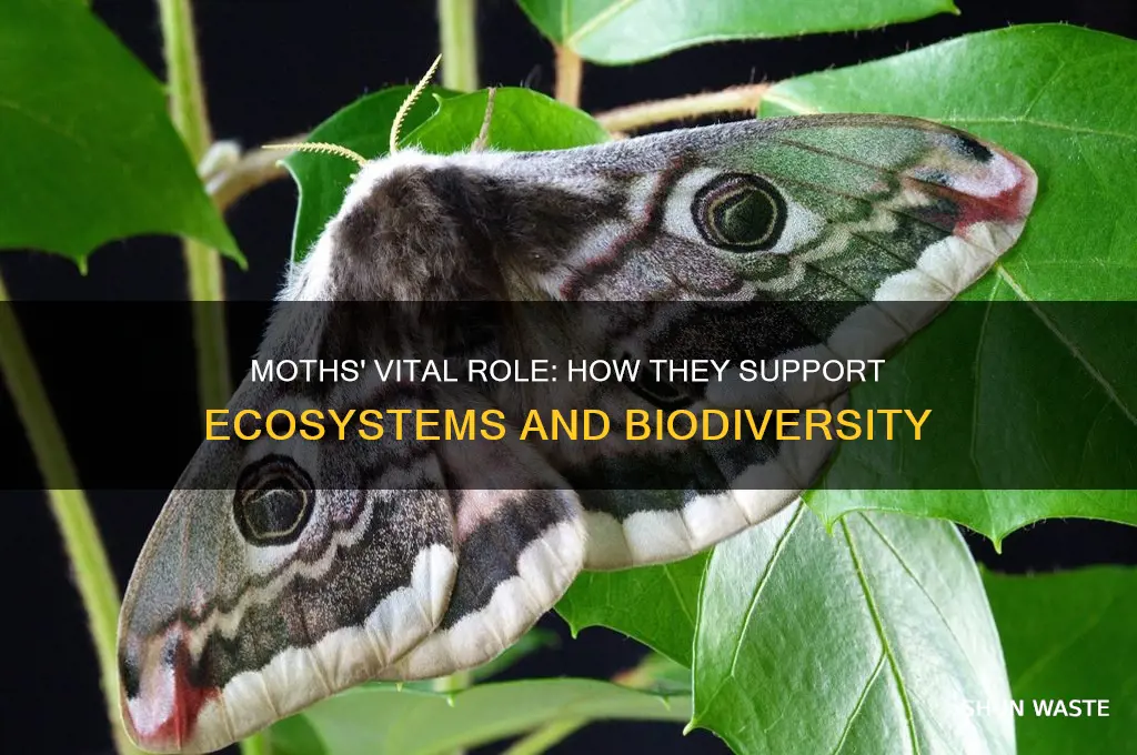 Moths' Vital Role: How They Support Ecosystems And Biodiversity | ShunWaste