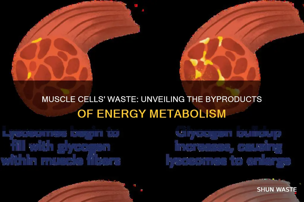 Muscle Cells' Waste: Unveiling The Byproducts Of Energy Metabolism ...