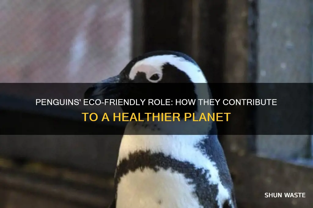 Penguins' Eco-Friendly Role: How They Contribute To A Healthier Planet ...