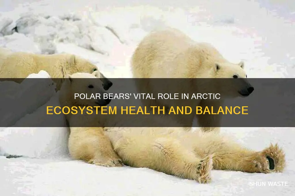 Polar Bears' Vital Role In Arctic Ecosystem Health And Balance | ShunWaste