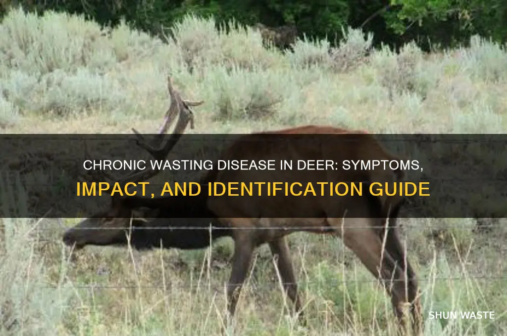 Chronic Wasting Disease In Deer: Symptoms, Impact, And Identification ...