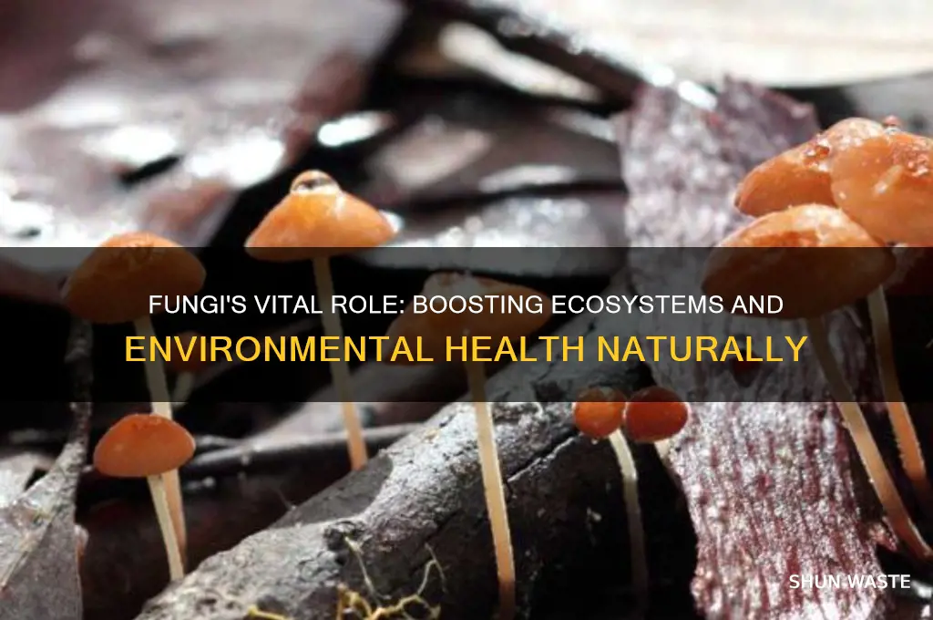 Fungi's Vital Role: Boosting Ecosystems And Environmental Health ...