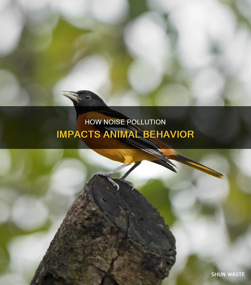 How Noise Pollution Impacts Animal Behavior | ShunWaste