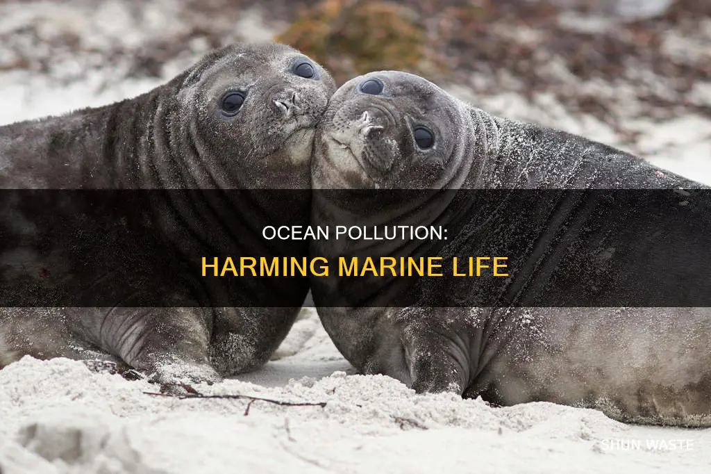 Ocean Pollution: Harming Marine Life | ShunWaste