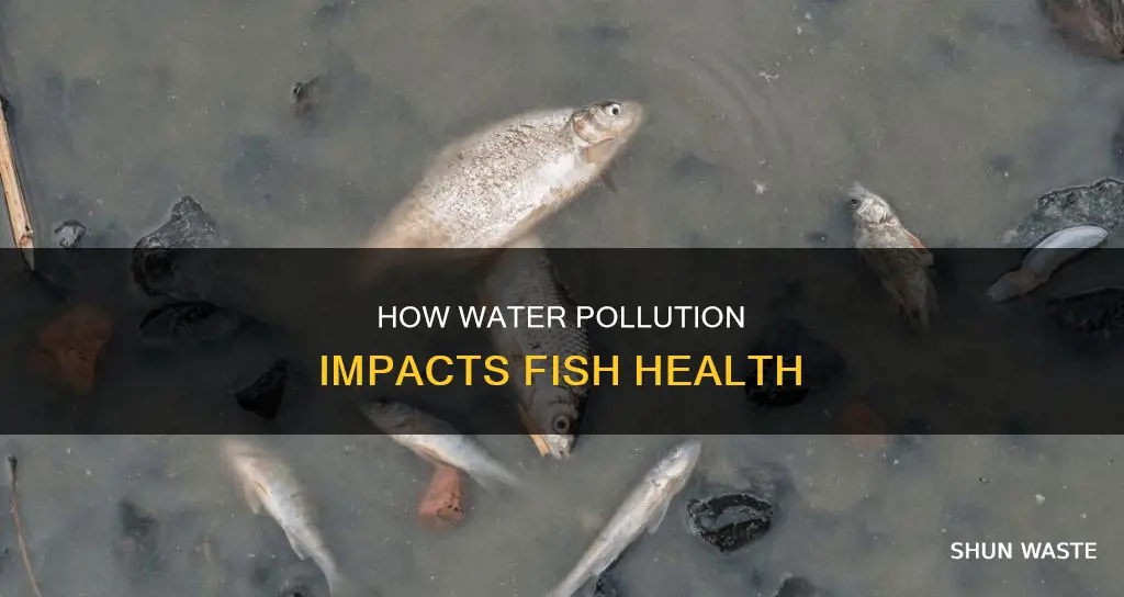 How Water Pollution Impacts Fish Health | ShunWaste