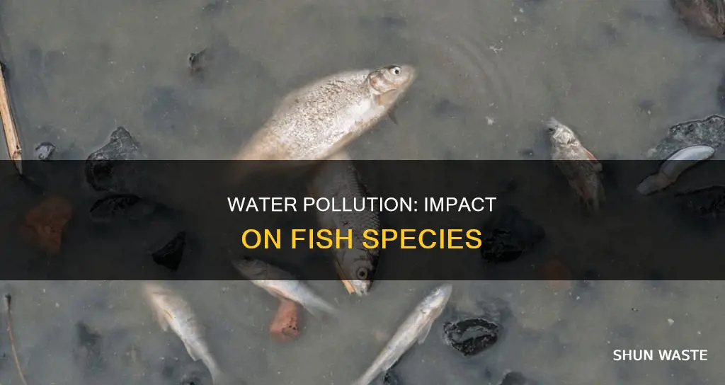 Water Pollution: Impact On Fish Species | ShunWaste